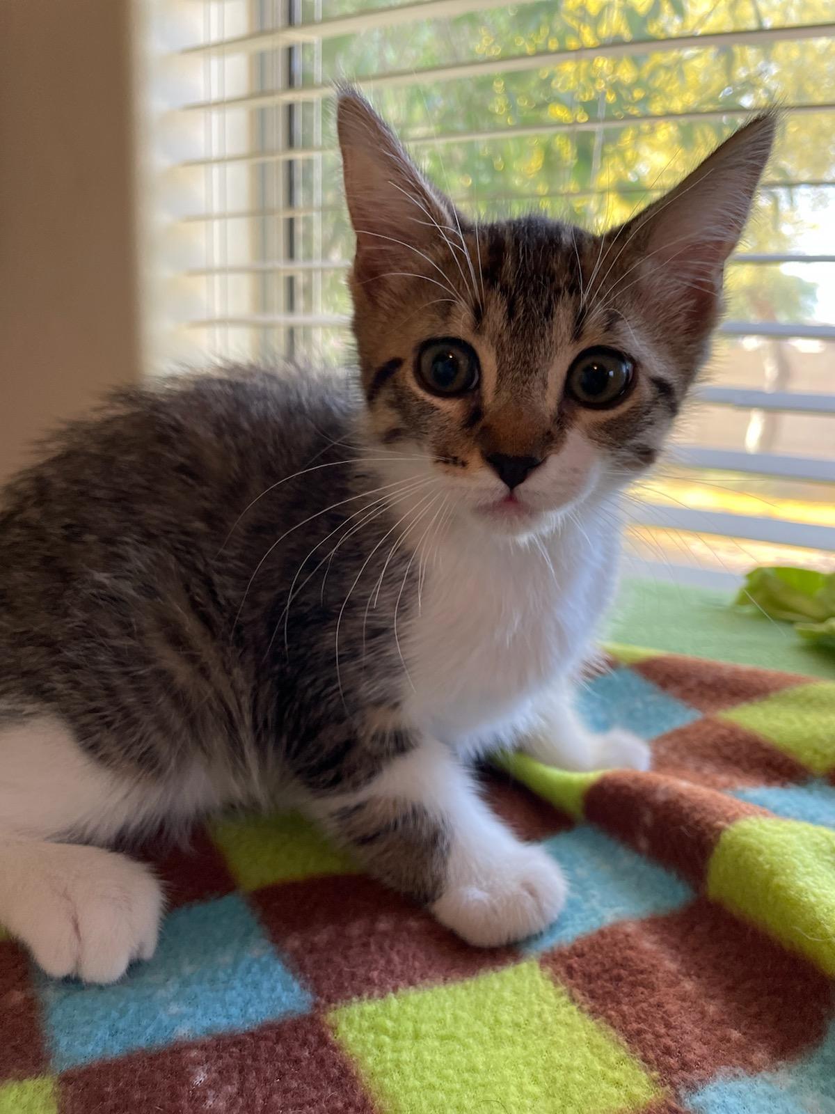 Cats for Adoption in Phoenix, Arizona | Alpha Paw