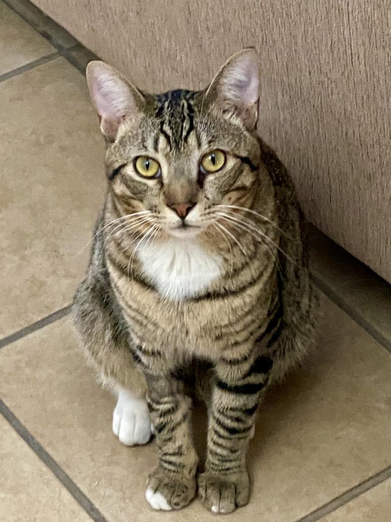 Cats for Adoption in Phoenix, Arizona | Alpha Paw