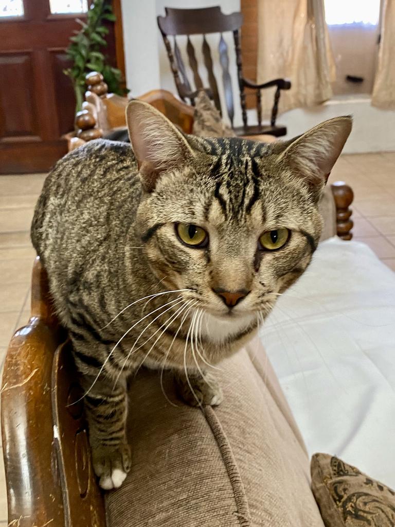 Cats for Adoption in Phoenix, Arizona | Alpha Paw
