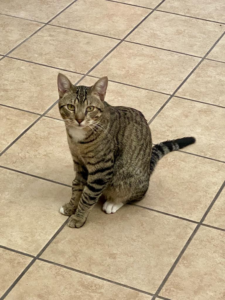Cats for Adoption in Phoenix, Arizona | Alpha Paw