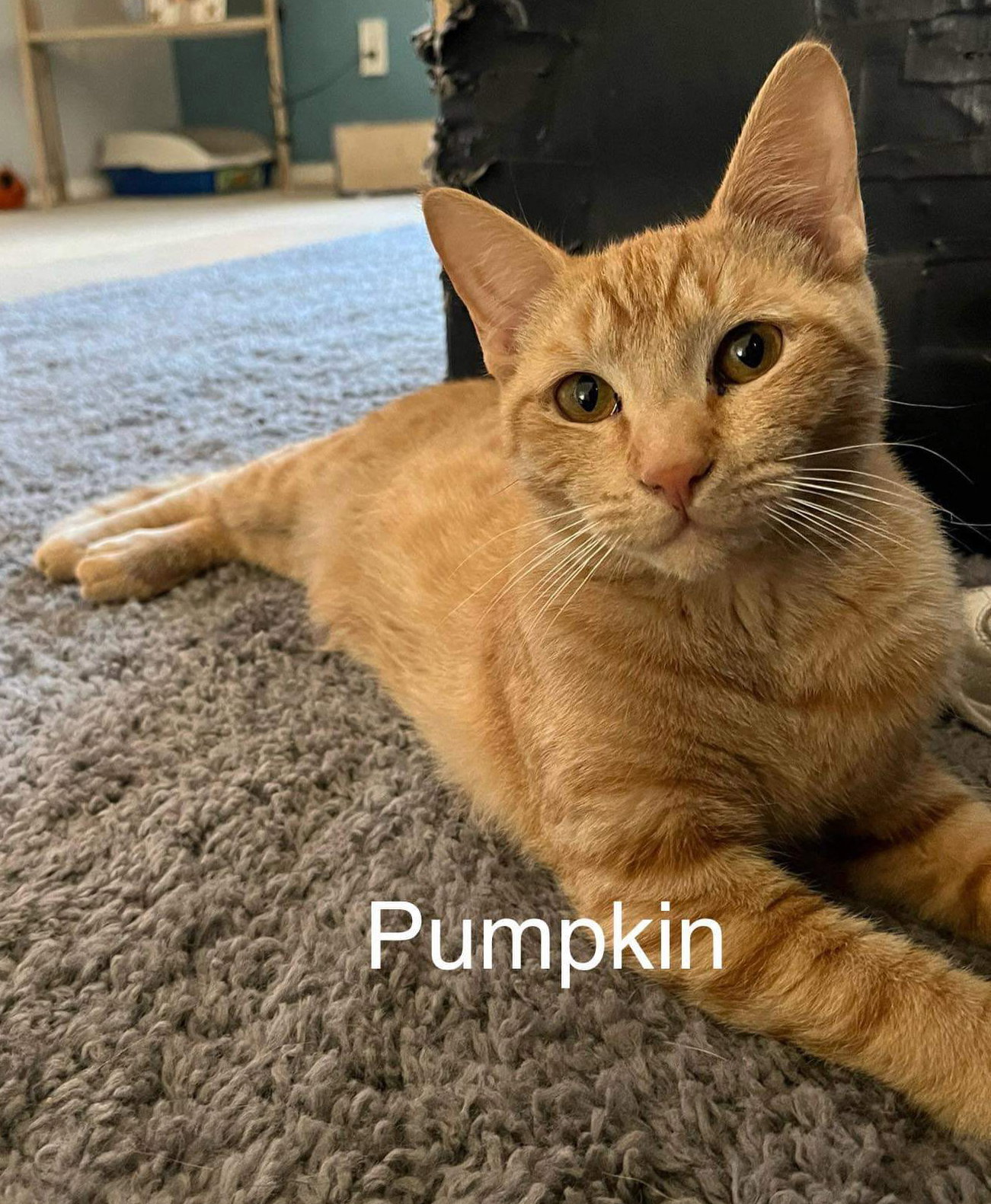 Cats for Adoption in Buckeye, Arizona | Alpha Paw