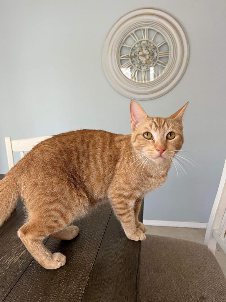 Cats for Adoption in Phoenix, Arizona | Alpha Paw