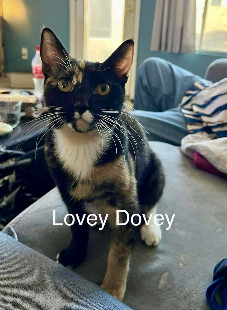 Cats for Adoption in Phoenix, Arizona | Alpha Paw