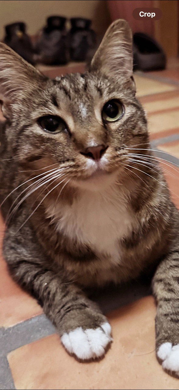 Cats for Adoption in Phoenix, Arizona | Alpha Paw
