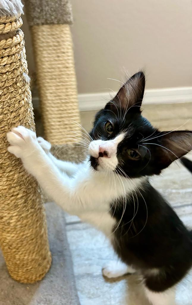Cats for Adoption in Maricopa, Arizona | Alpha Paw