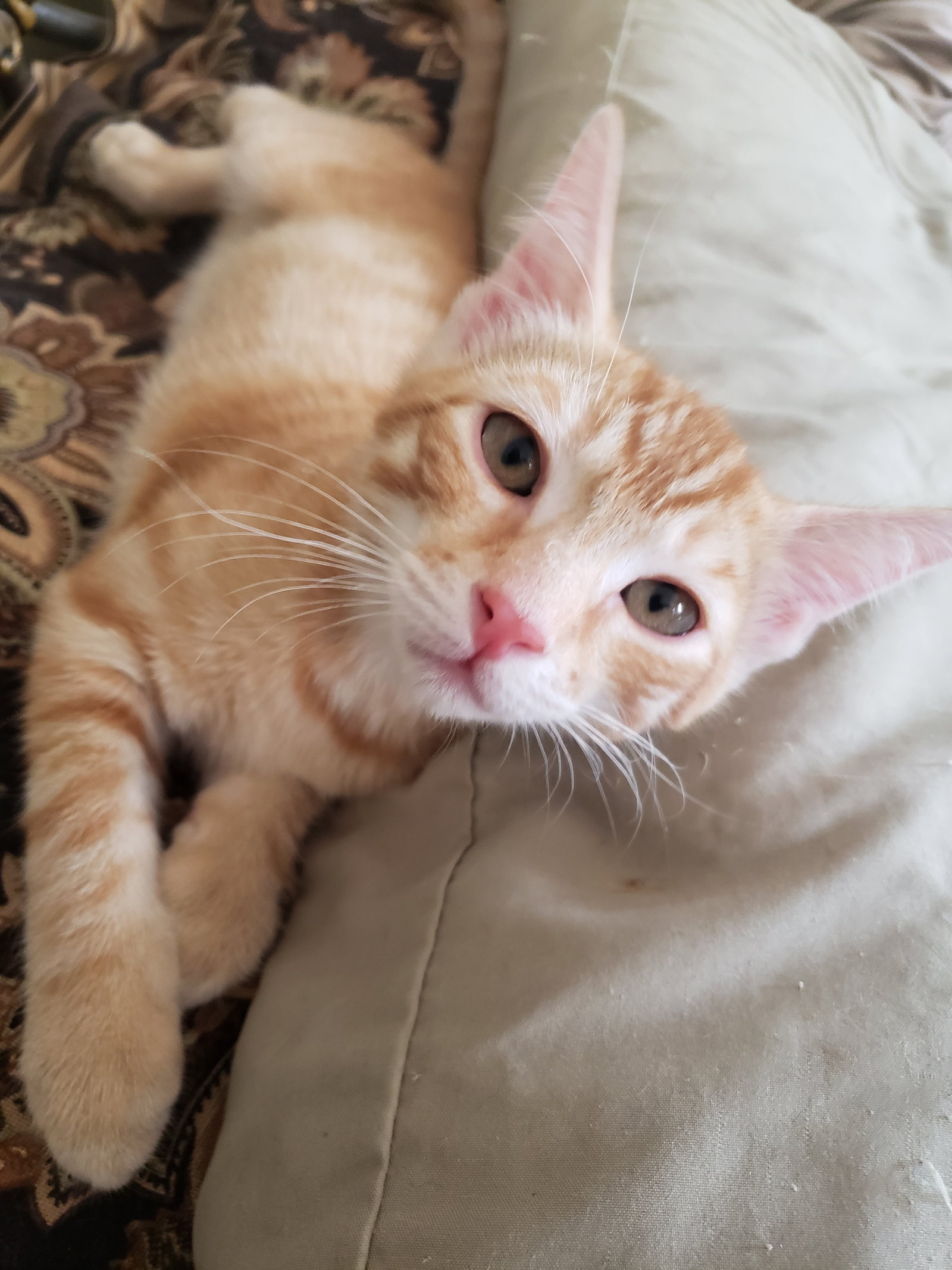 Cats for Adoption in Peoria, Arizona | Alpha Paw