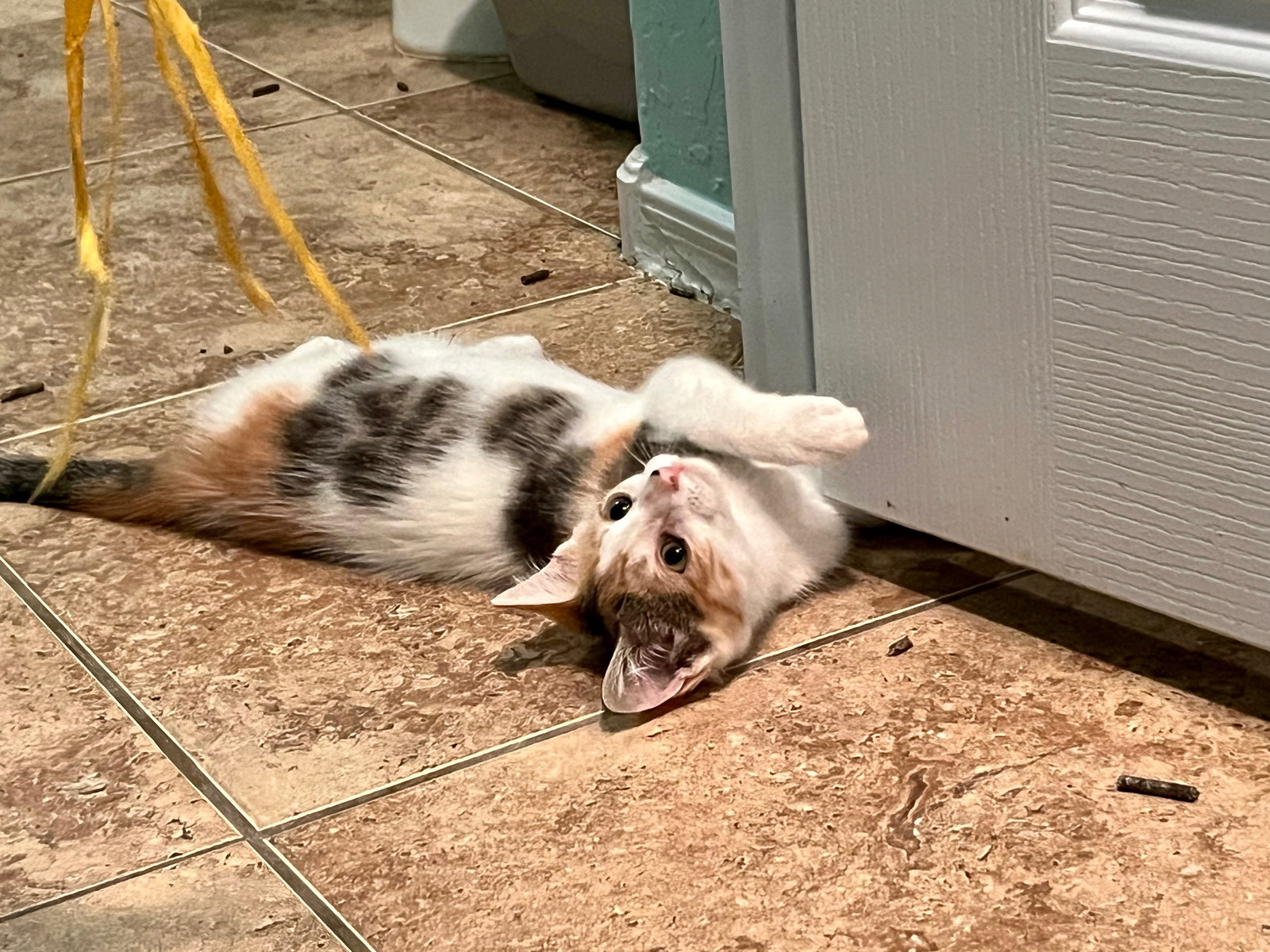 Available Animals - Arizona - Saving One Life