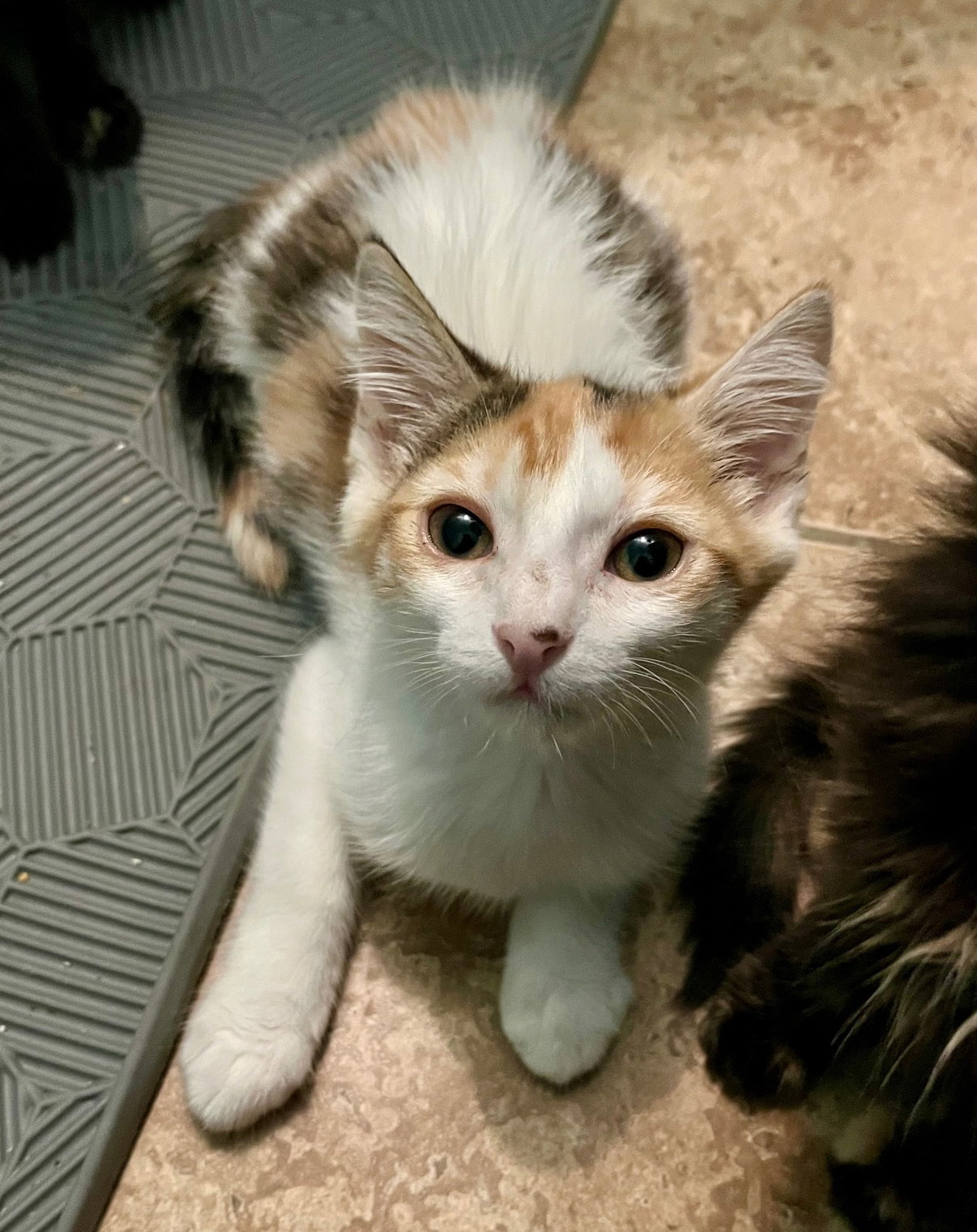 Available Animals - Arizona - Saving One Life