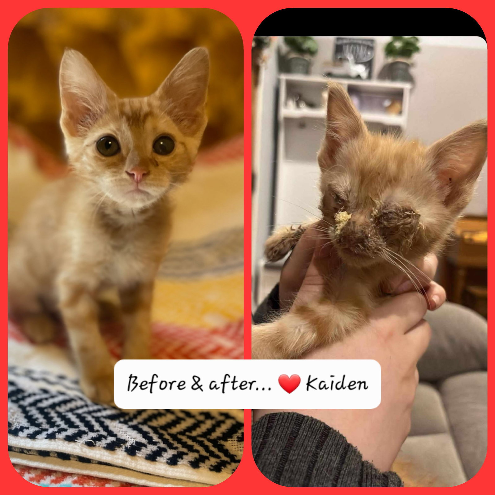 Available Animals - Arizona - Saving One Life