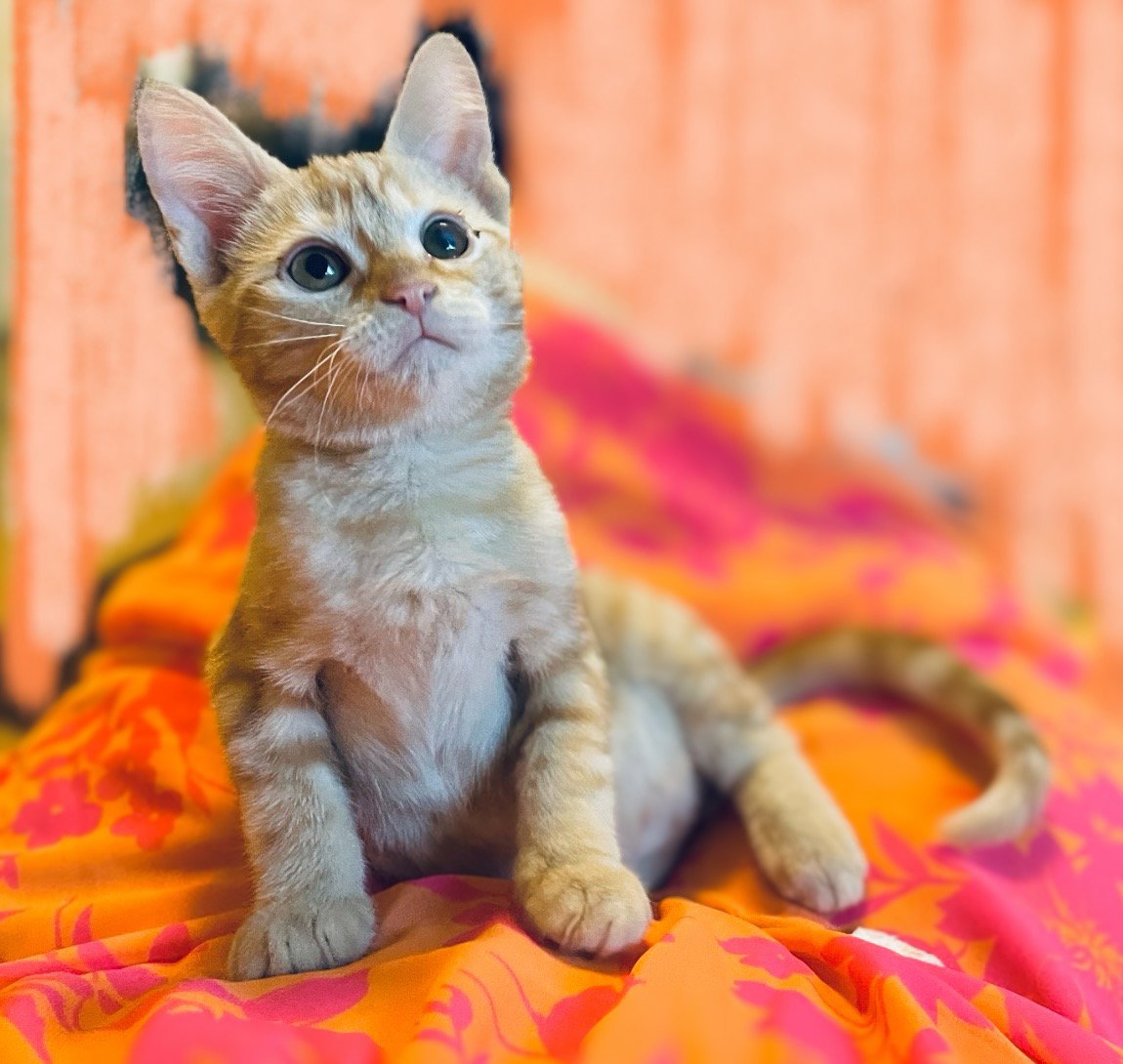 Available Animals - Arizona - Saving One Life