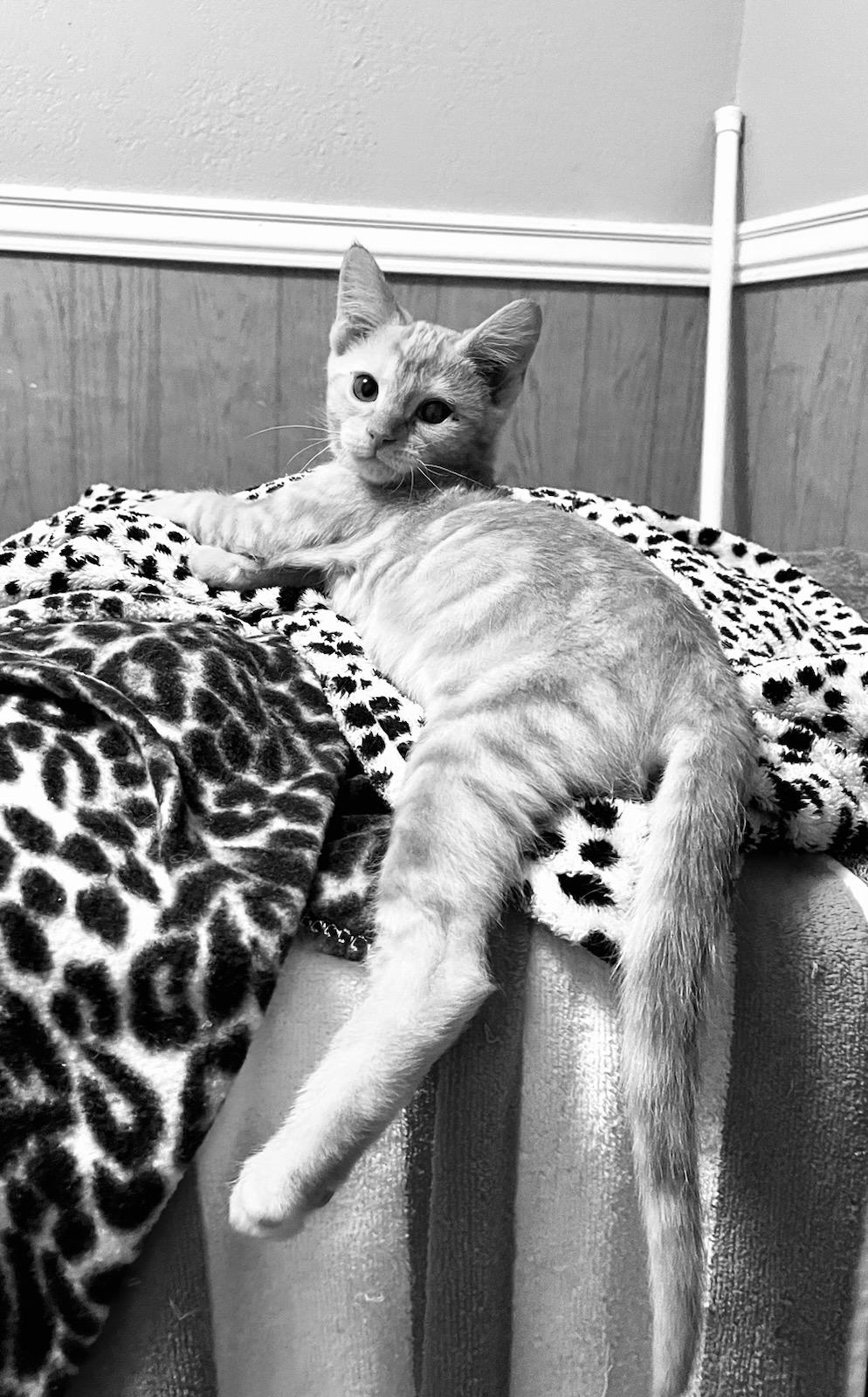 Available Animals - Arizona - Saving One Life