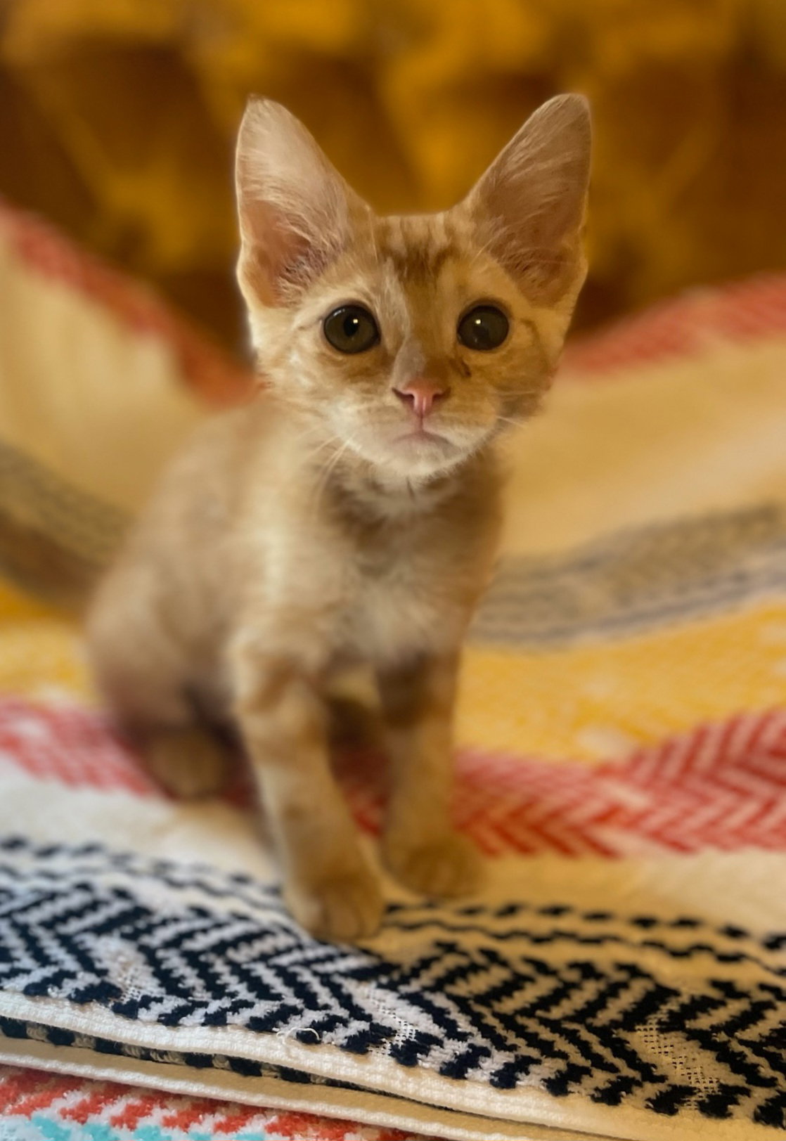 Available Animals - Arizona - Saving One Life