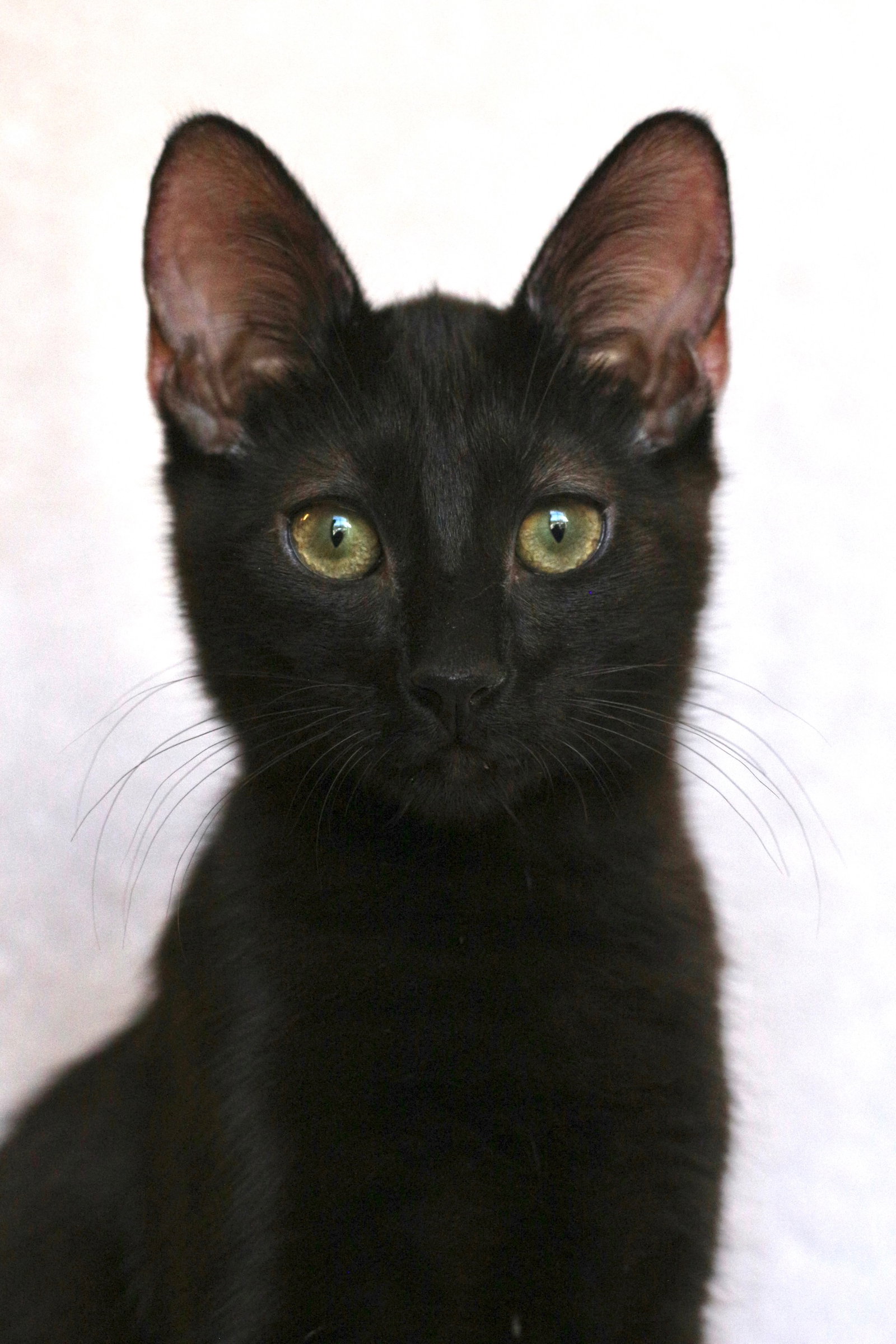 Available Animals - Arizona - Saving One Life