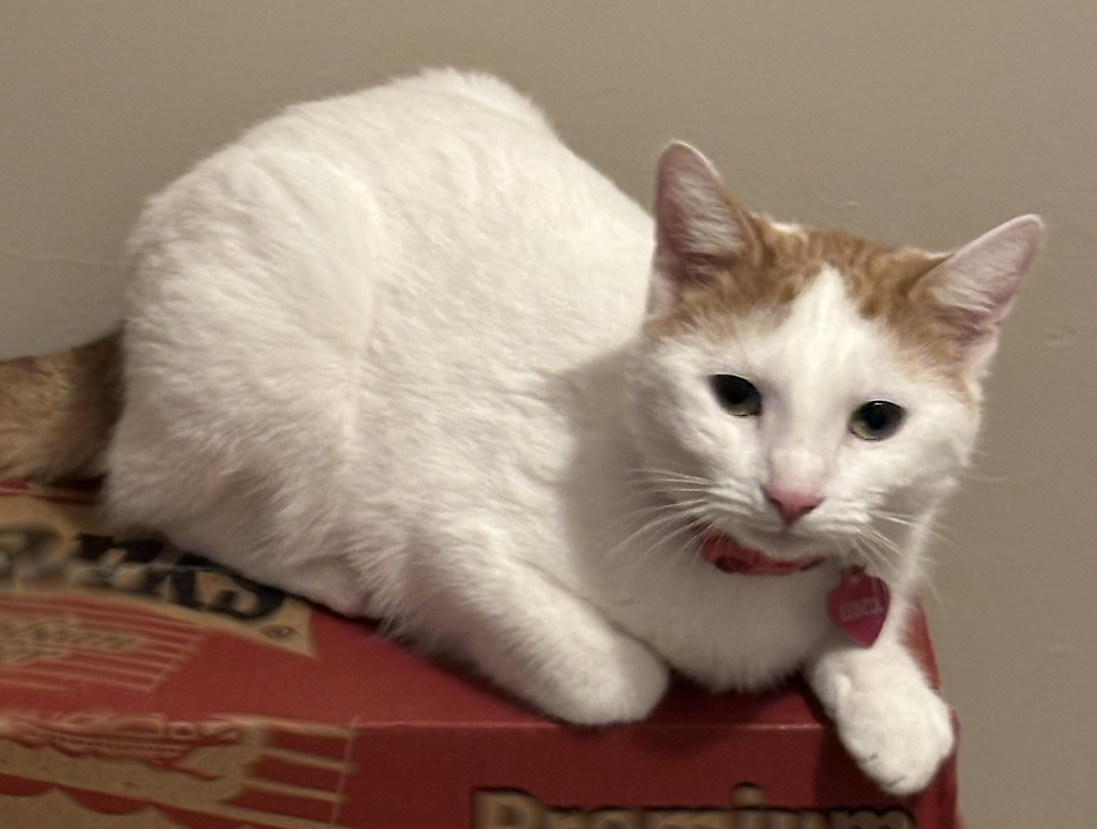 Cats for Adoption in Nassau County, New York | Alpha Paw