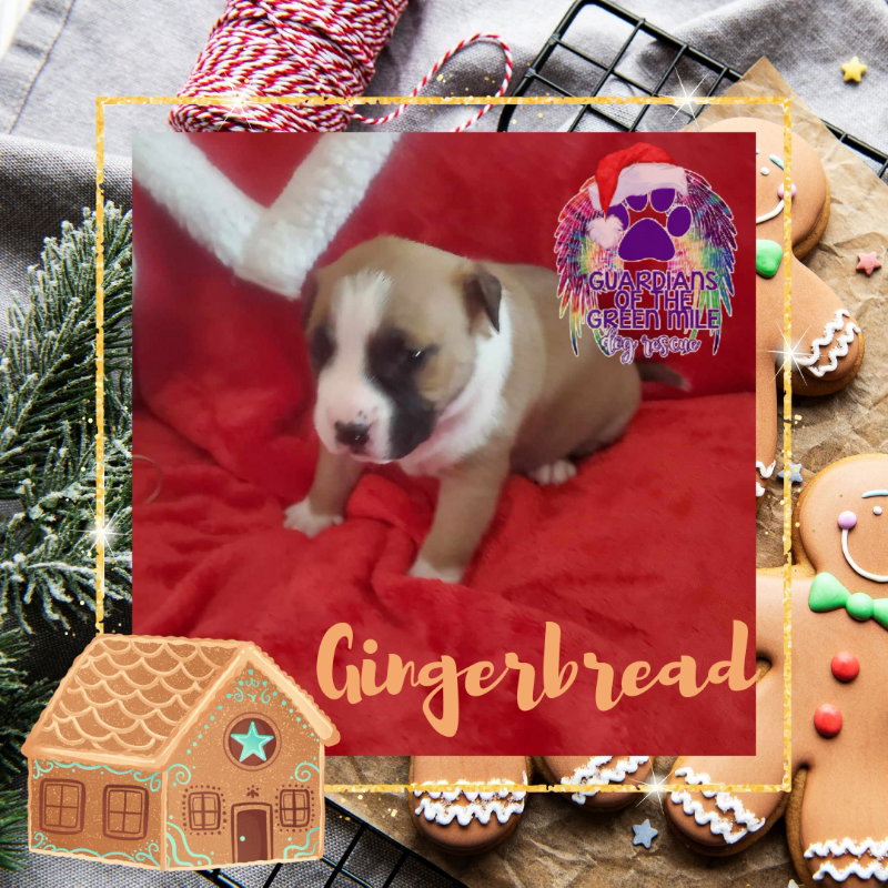 Dog for Adoption - Gingerbread, a American Staffordshire Terrier in ...