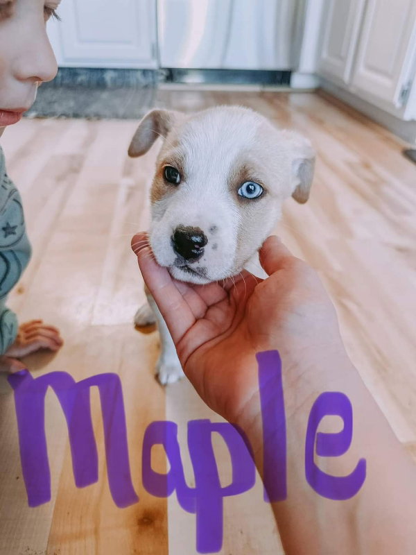 Dog for Adoption - Maple, a Labrador Retriever in Porter, IN | Alpha Paw