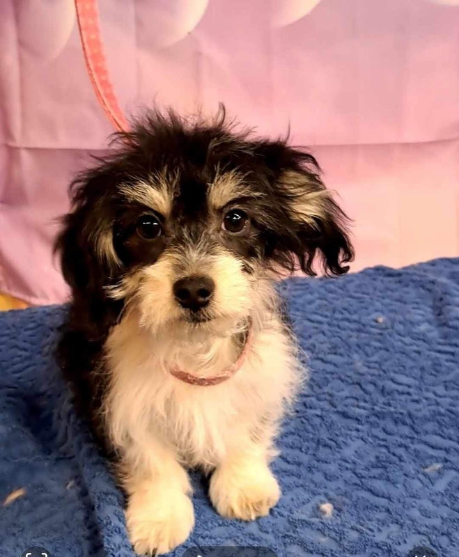 Dog for Adoption - Cali, a Dachshund in Ingalls Park, IL | Alpha Paw