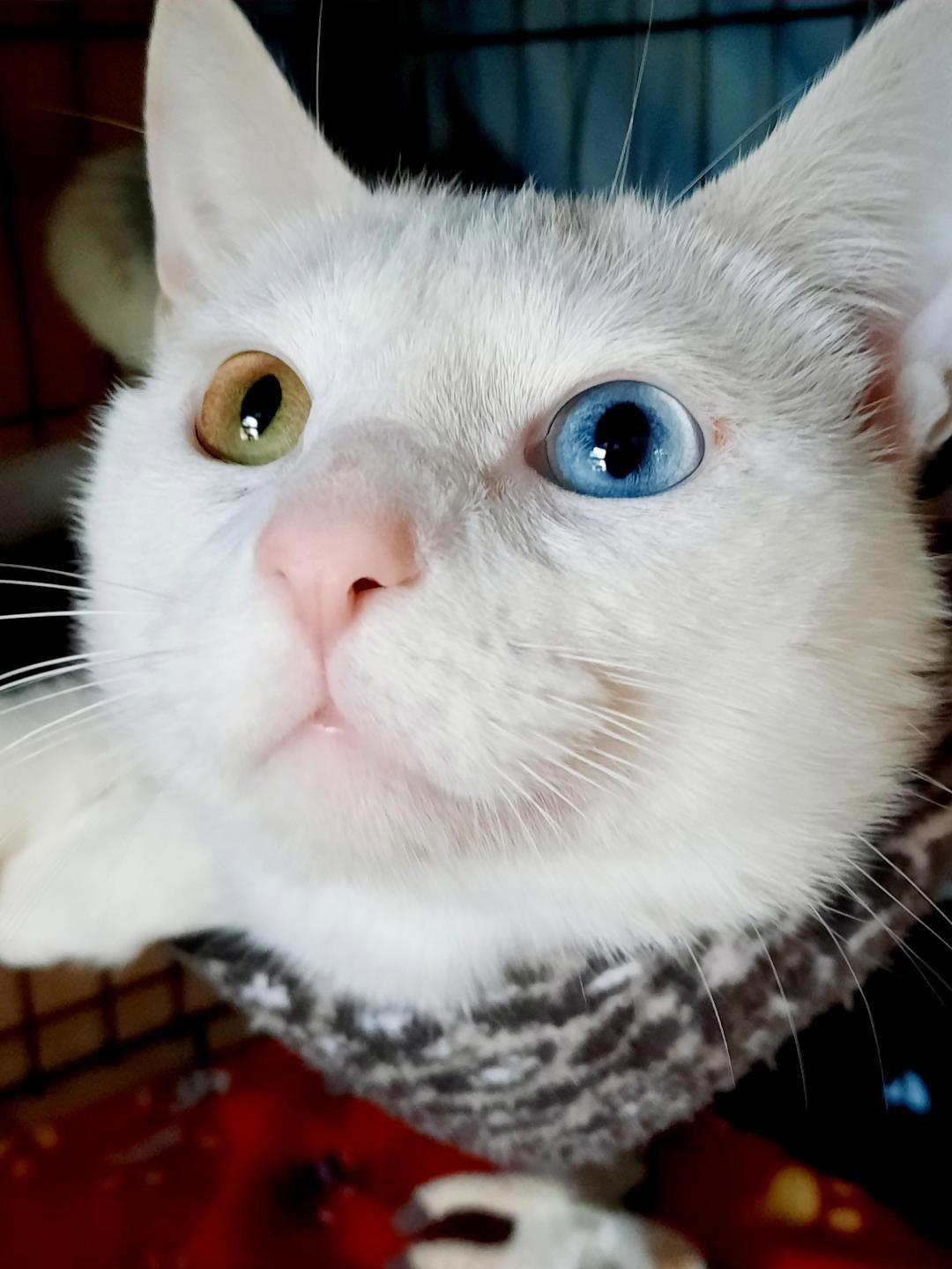 FEATHER - Khao Manee Mix teen kitten's Web Page