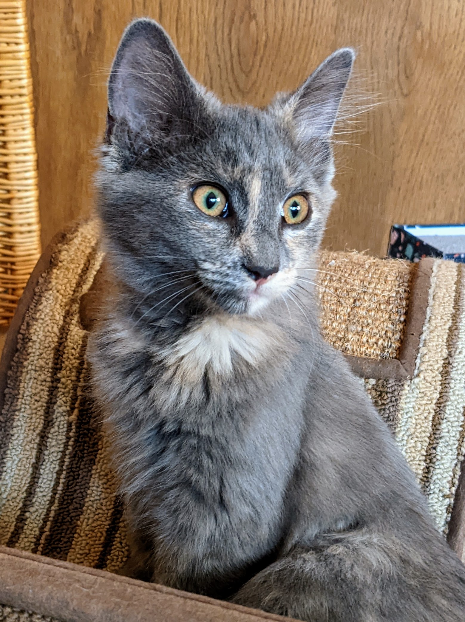 Cats for Adoption in Lents, Oregon | Alpha Paw