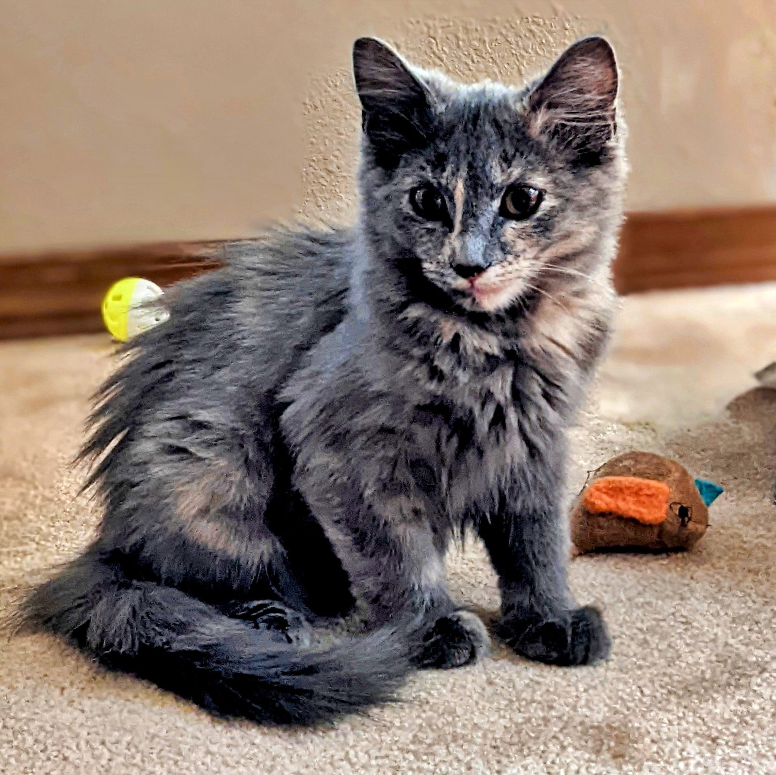 Cats for Adoption in Lents, Oregon | Alpha Paw