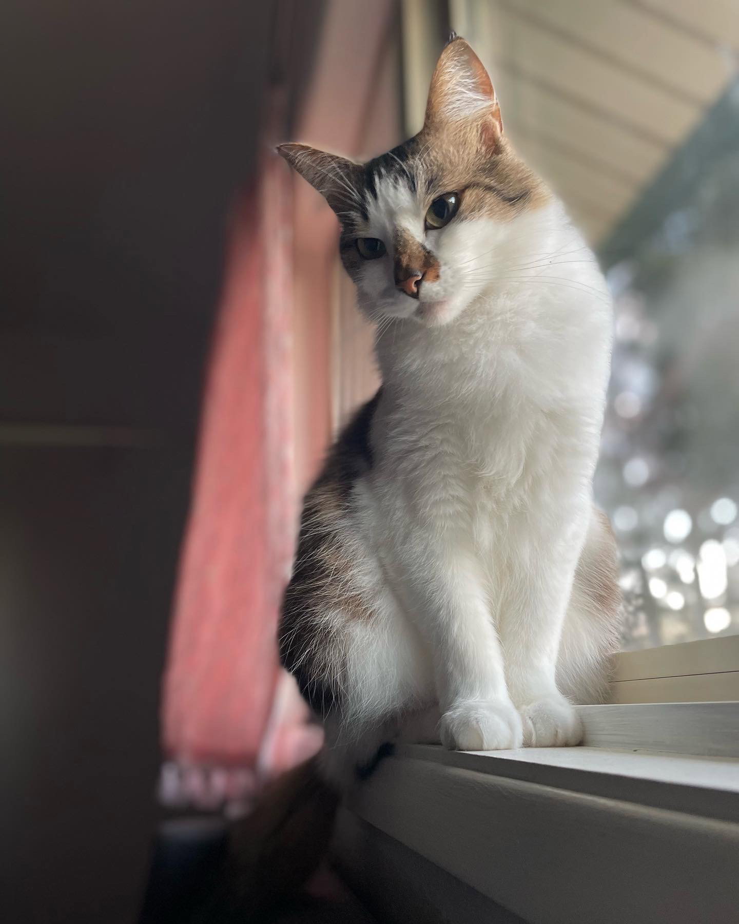 BELLA - Offered by Owner's Web Page