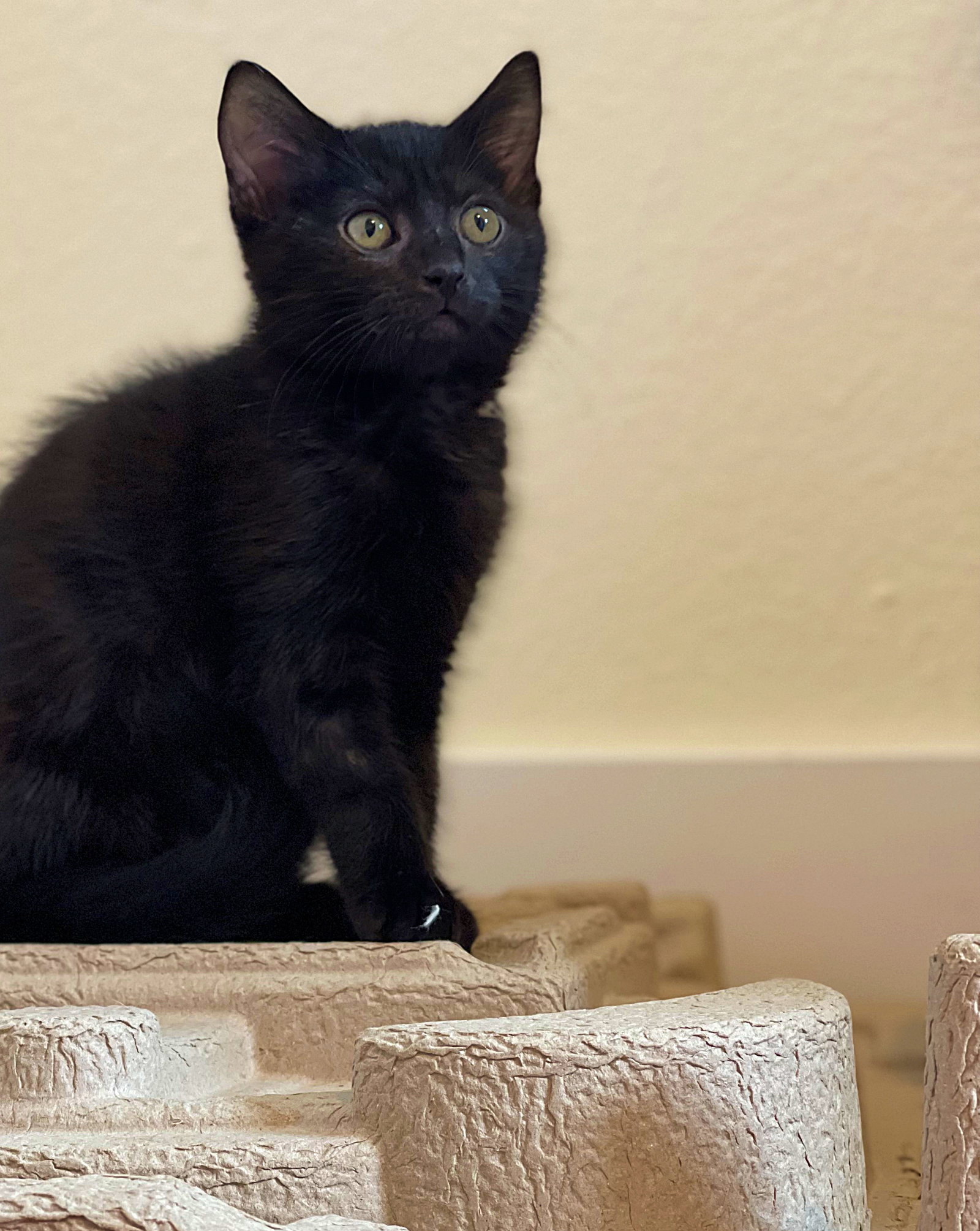 ROSIE (F) and MIDNIGHT (M)'s Web Page