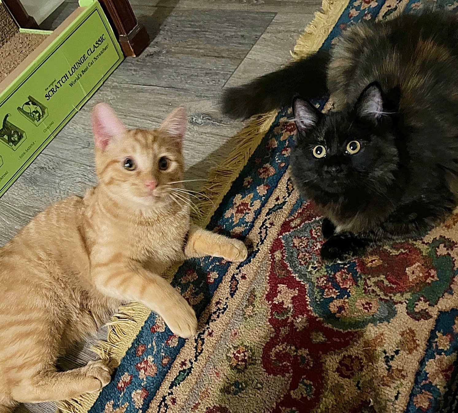 Cats for Adoption in Silverton, Oregon | Alpha Paw