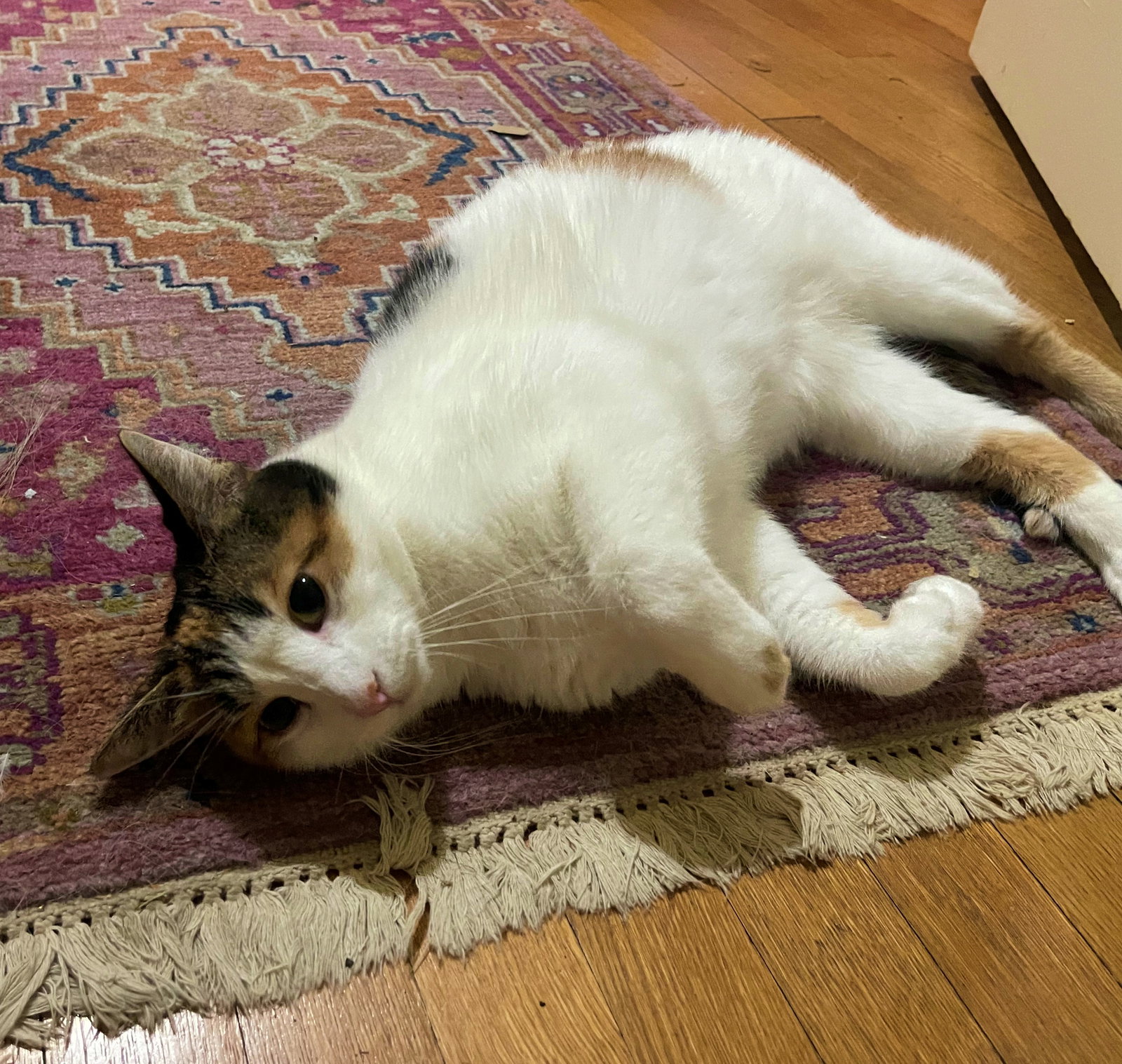 Cats for Adoption in Silverton, Oregon | Alpha Paw