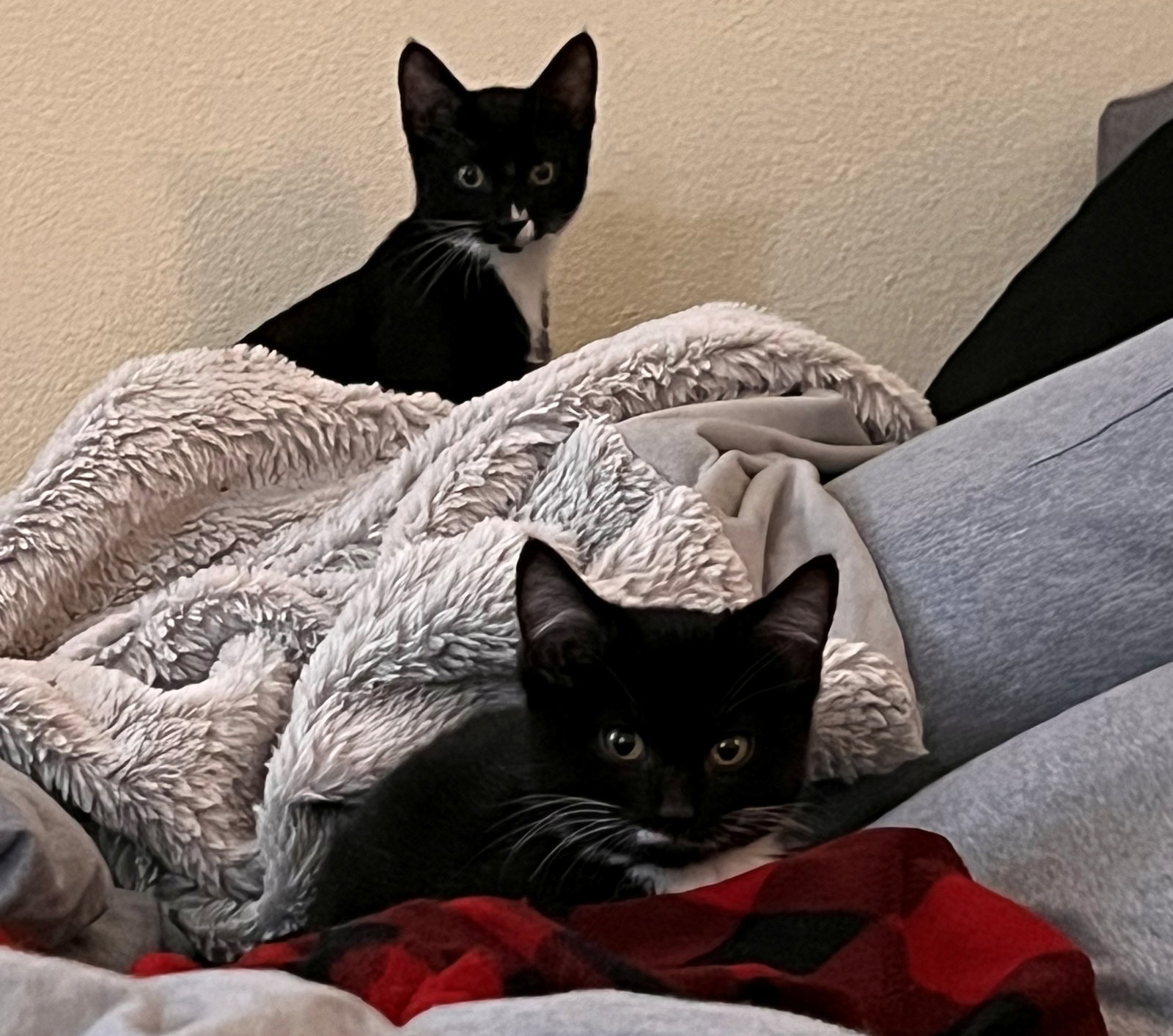 Cats for Adoption in Mcminnville, Oregon | Alpha Paw