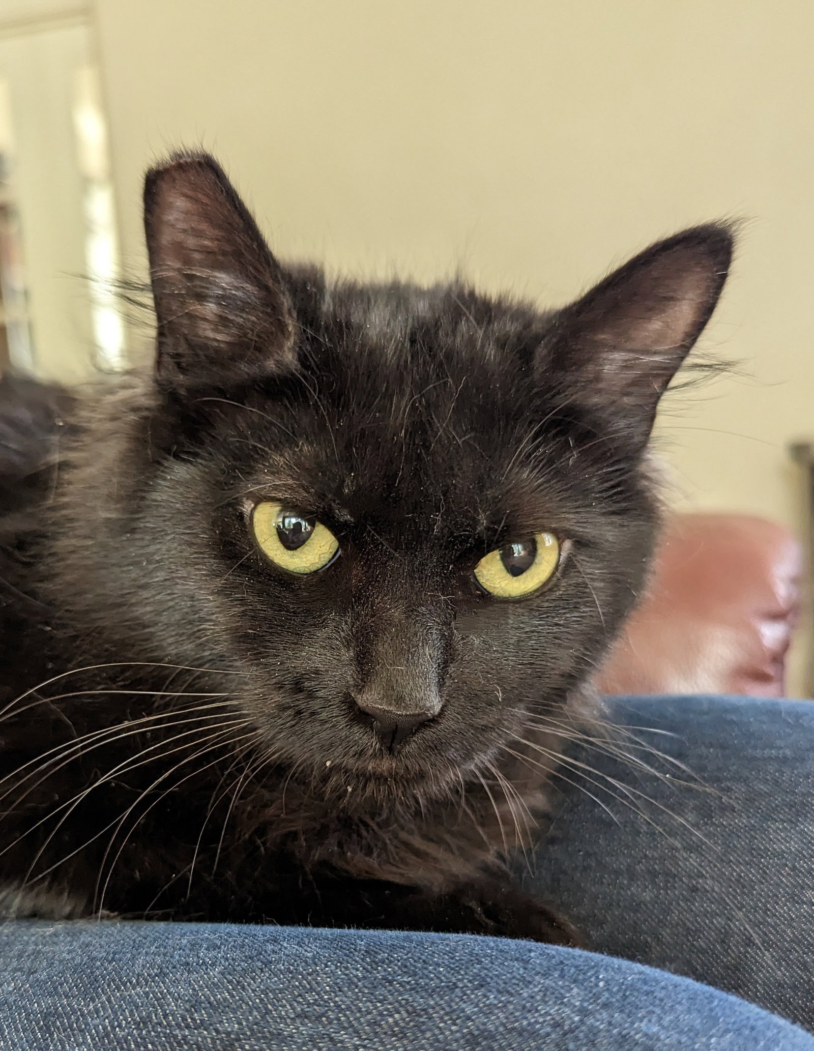EBBY - Offered by Owner - Shy and Fluffy's Web Page
