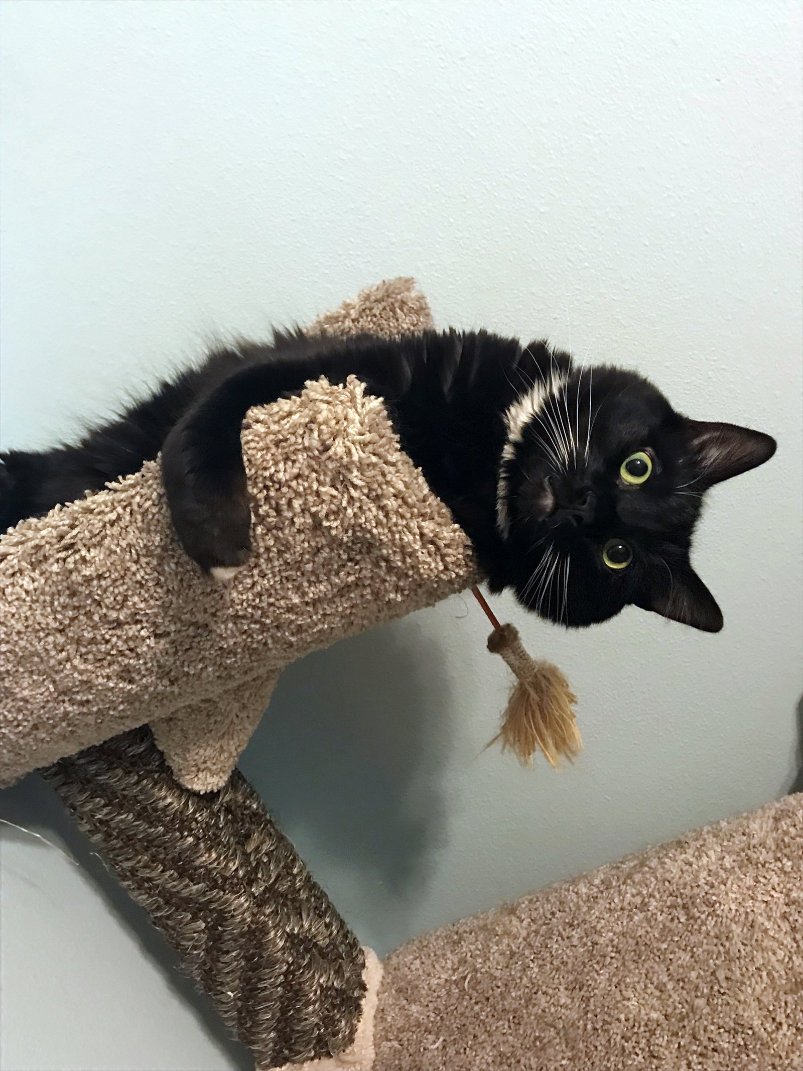 GEOFFREY - Offered by Owner's Web Page