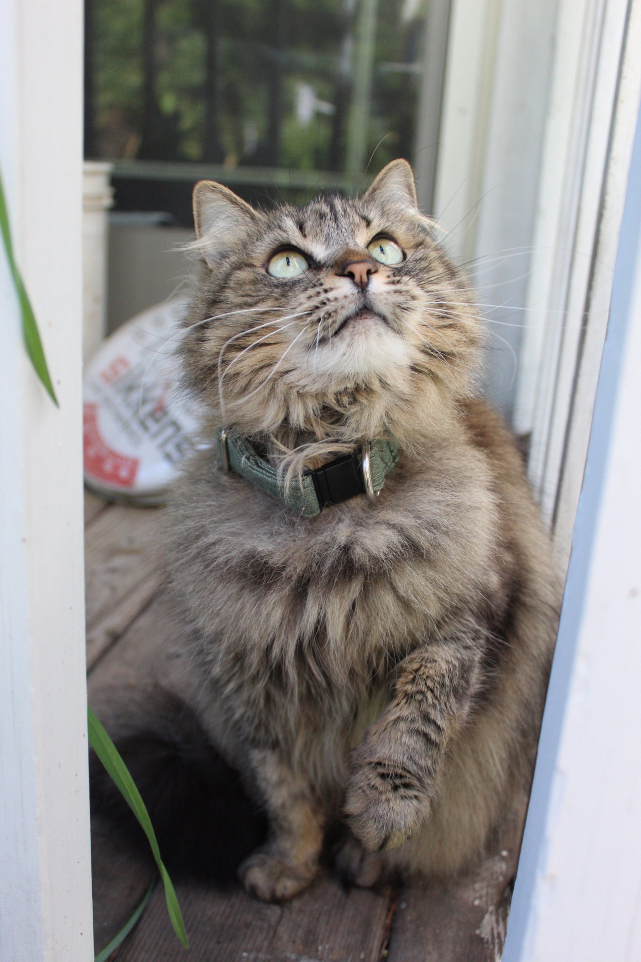ABBY TABBY - Offered by Owner - Good with Dogs' Web Page