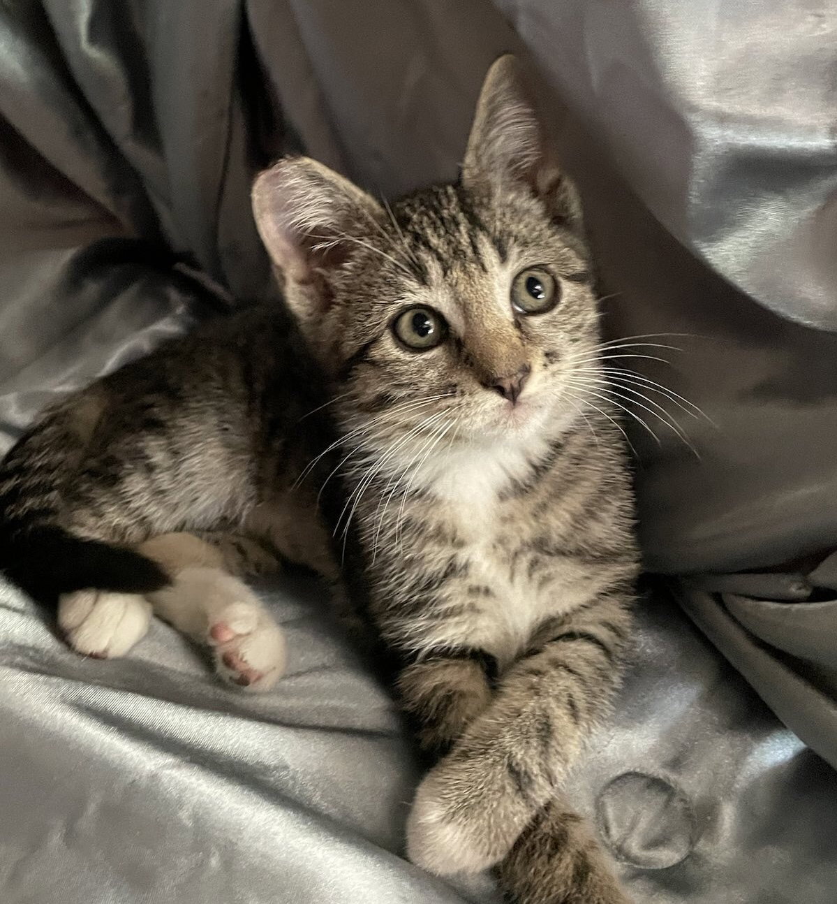Cuddle Kittens - Offered by Owner - Pairs only's Web Page
