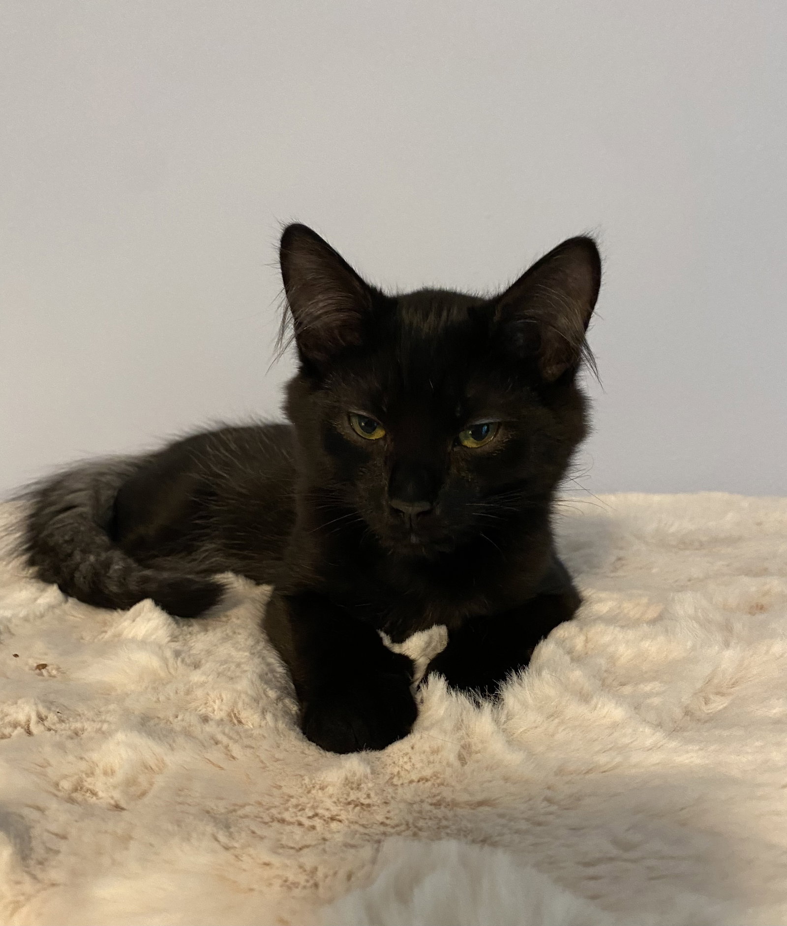 RUMDUM & 'LIL TUXIE - Offered by Owner - Kittens' Web Page