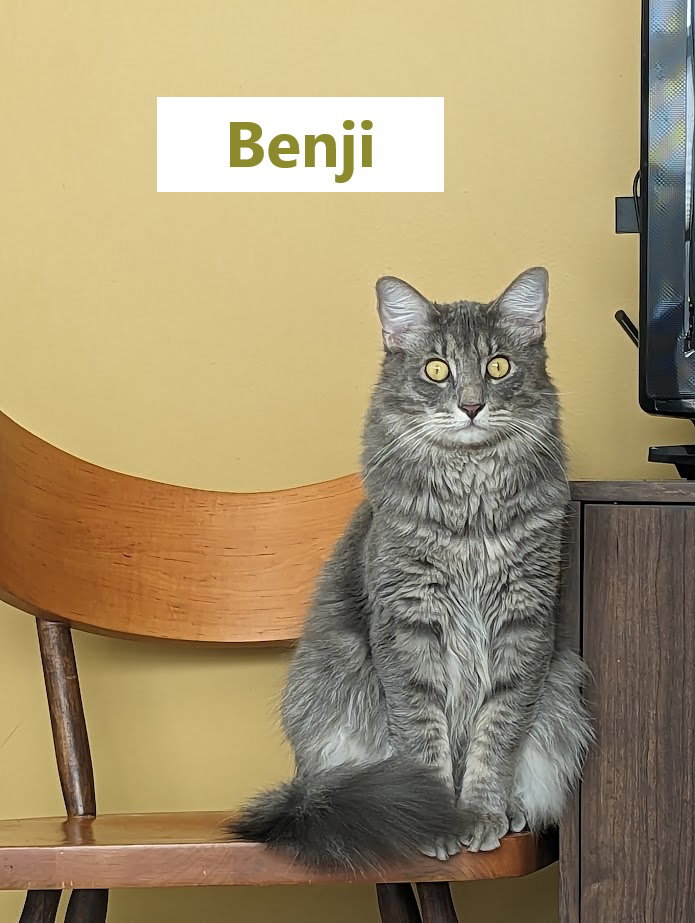 BENJI - Offered by Owner- Young and Friendly's Web Page