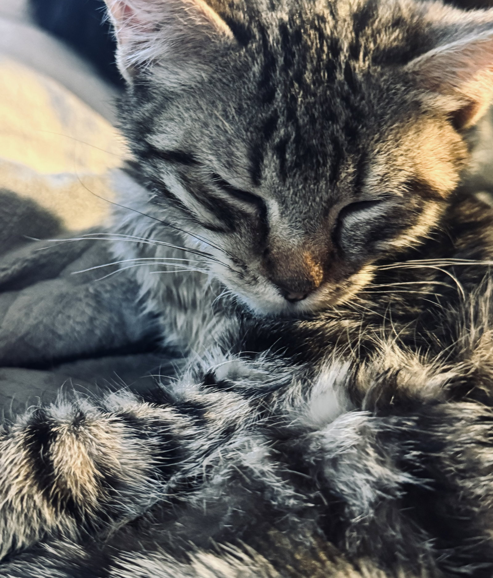 Cats for Adoption in Multnomah County, Oregon | Alpha Paw