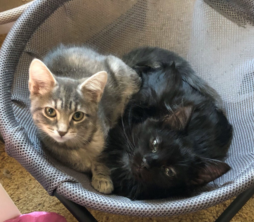 KING & KEELI - Offered by Owner - Bonded Pair's Web Page