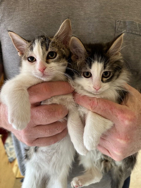 Cats for Adoption in Tillamook County, Oregon | Alpha Paw