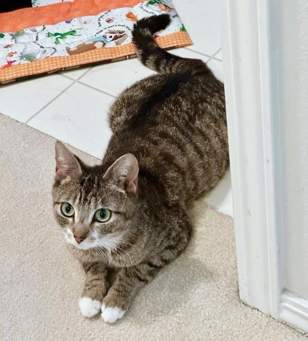Cats for Adoption in Gresham, Oregon | Alpha Paw