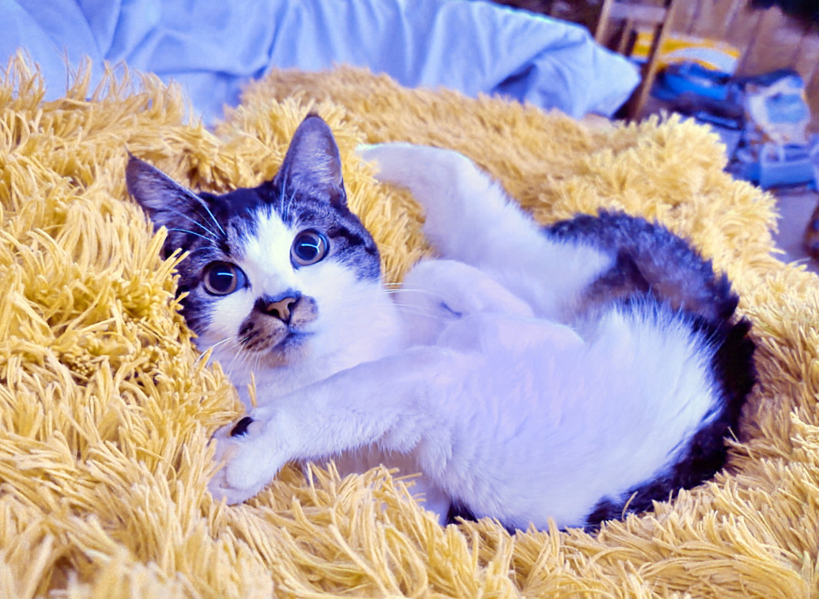 KAIRI - Offered by Owner - Calm and Friendly's Web Page