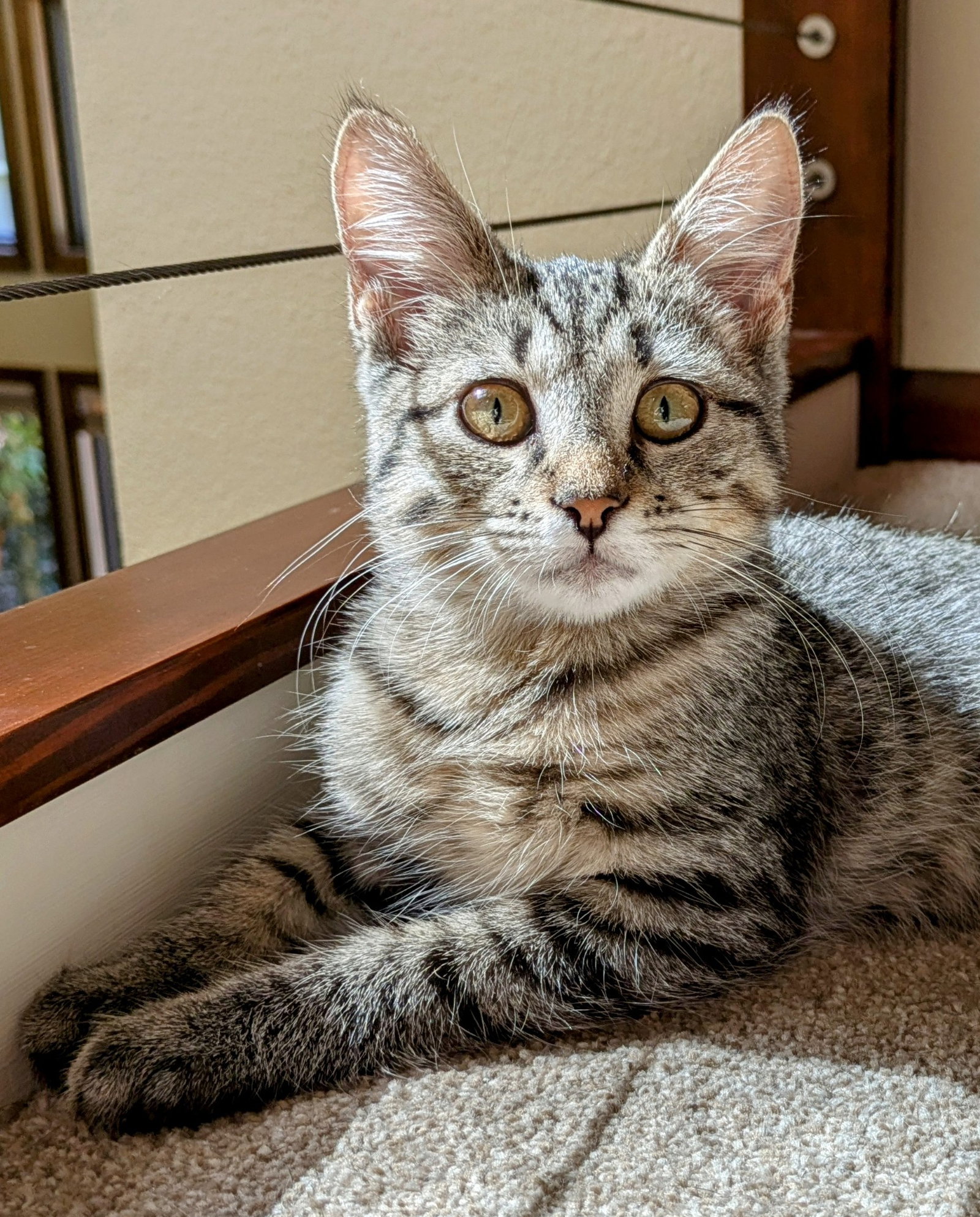 Dexter - Friendly Male Kitten's Web Page