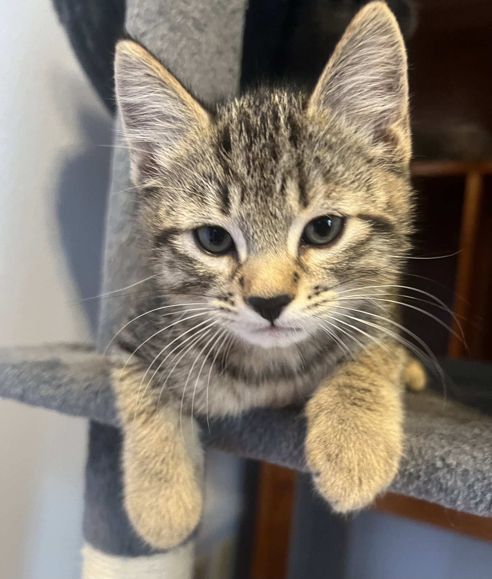 CHARLIE - Kitten ok w/Dogs' Web Page