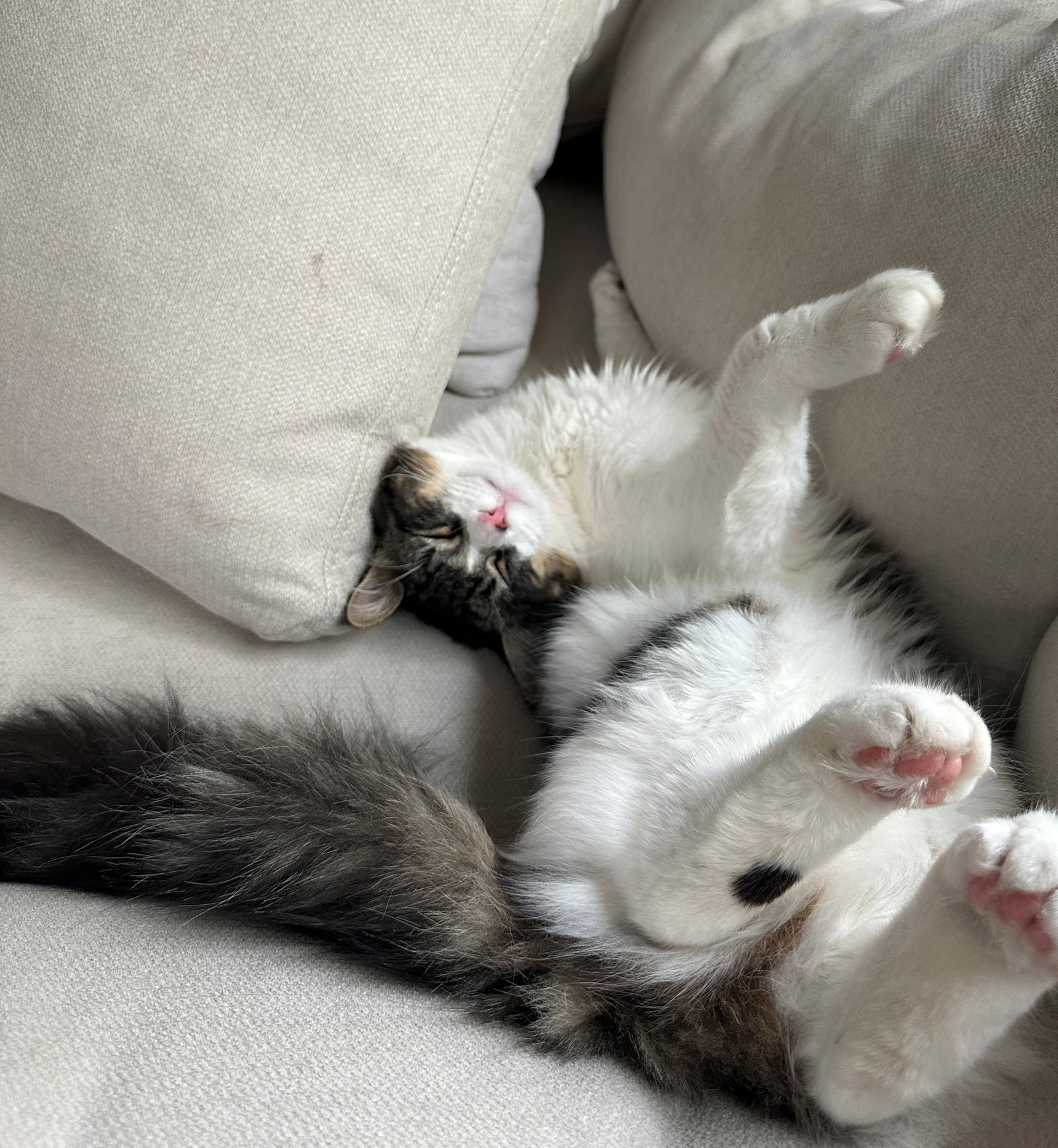 OREO - Offered by Owner - Fluffy and Young Male's Web Page