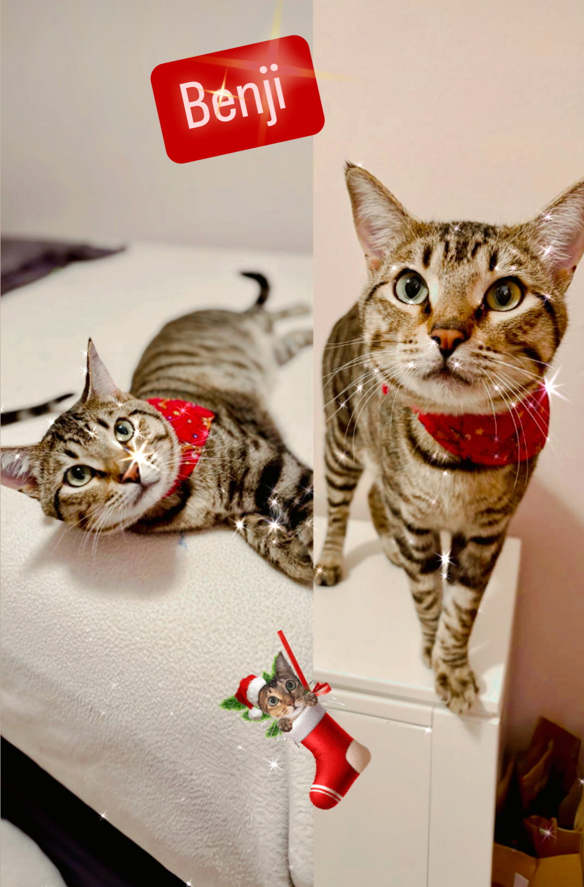 Benji and Flower ~ Kitty soul mates' Web Page