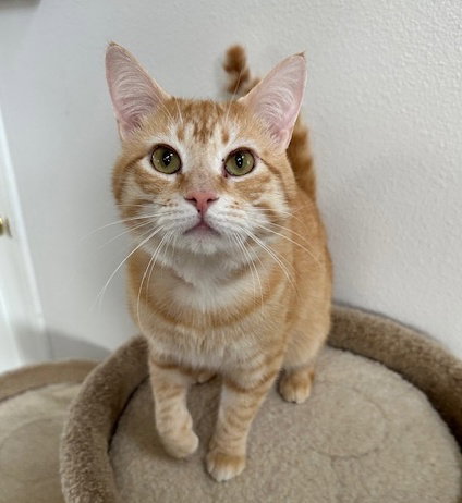 RANDALL - As Sweet as they Come!'s Web Page