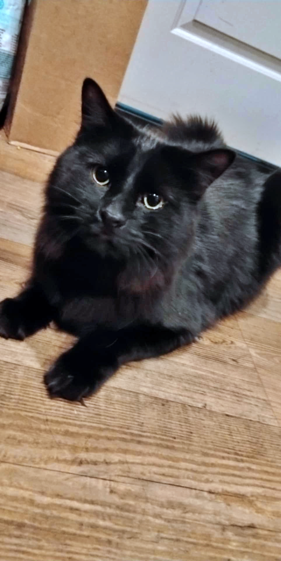 Binx and Salem - Offered by Owner - Bonded Pair's Web Page