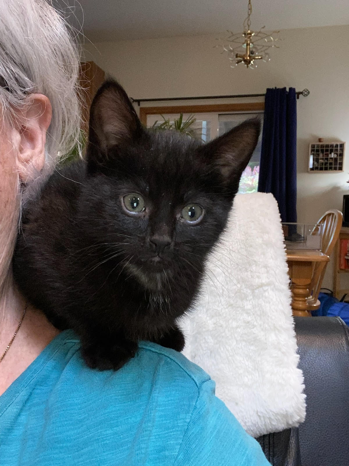 Nimbus - Kitten would love a playmate!'s Web Page