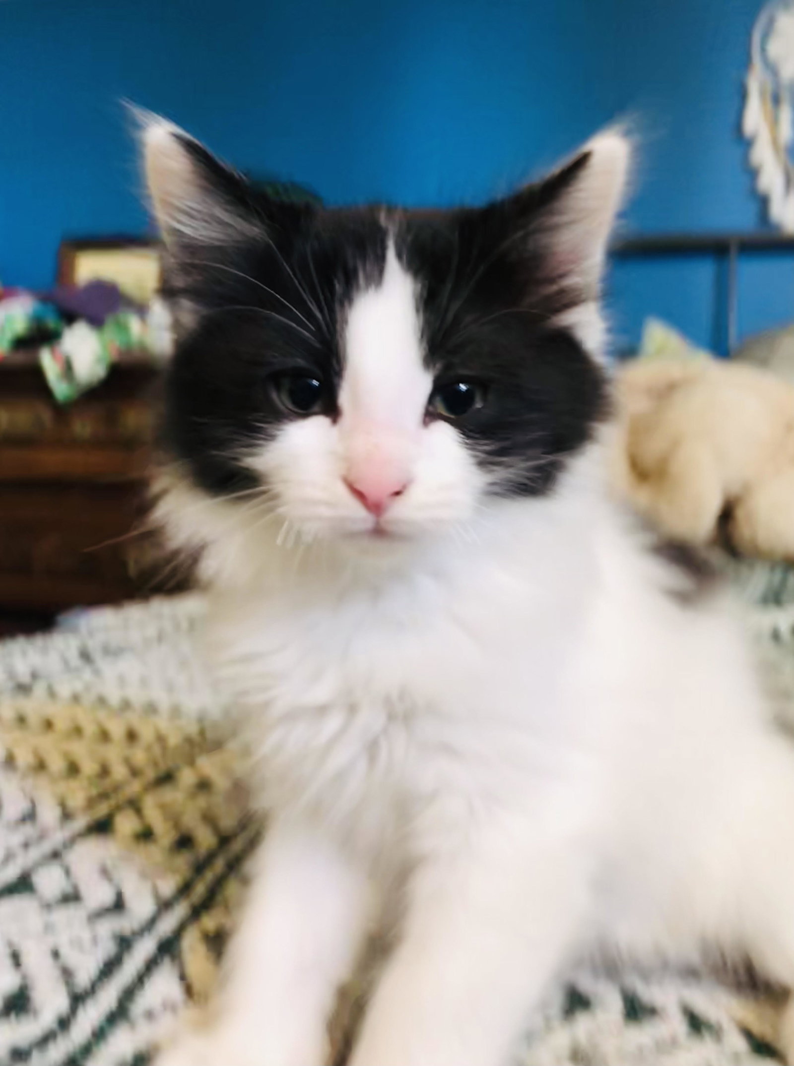 BABY BENJAMIN (and sisters)'s Web Page