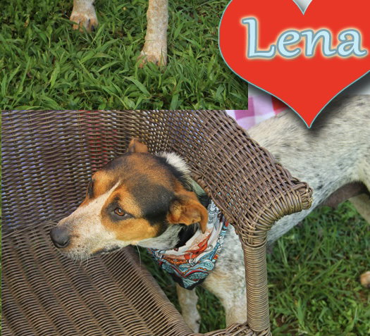 Dog for Adoption - Lena, a Cattle Dog in Andrews, NC | Alpha Paw