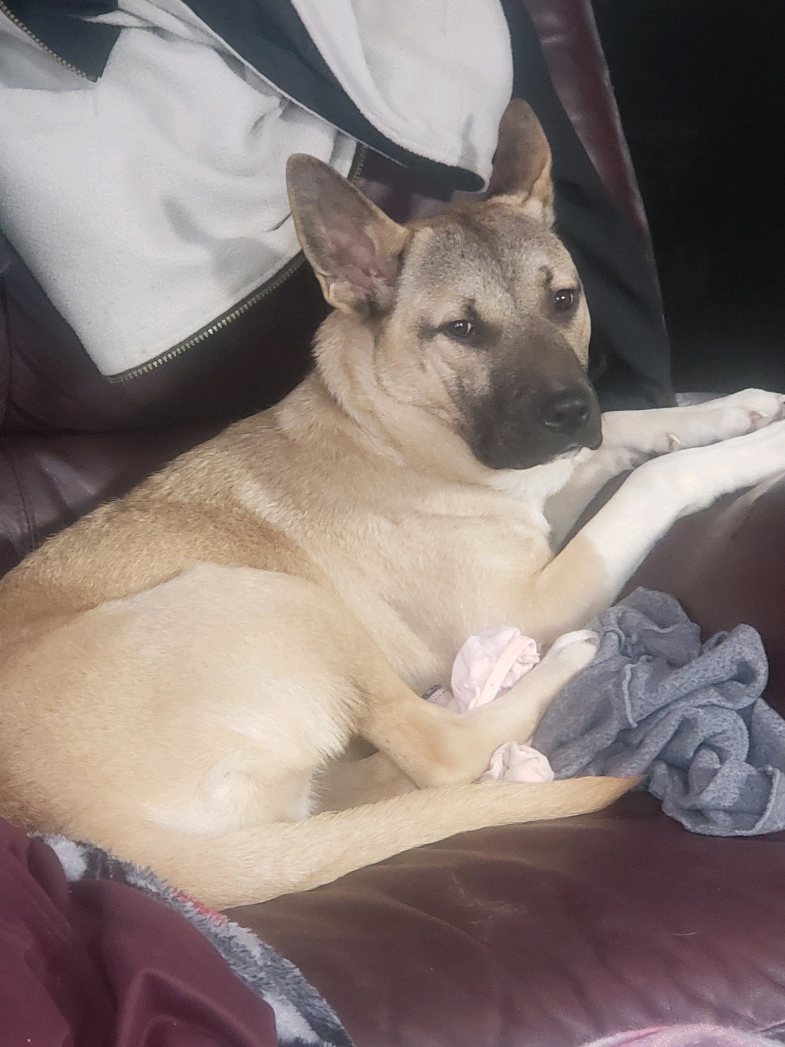 Dog for Adoption - Mocha (NY-Sarah) *Byron NY*, a German Shepherd Dog ...